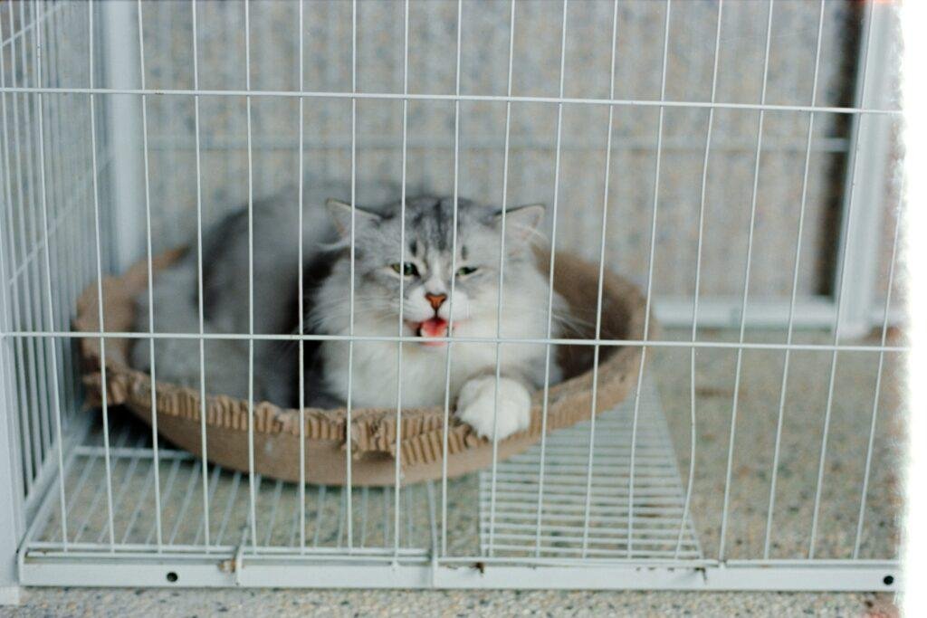 Storm Pet Housing: How to Keep Your Furry Friends Safe (And Insured)